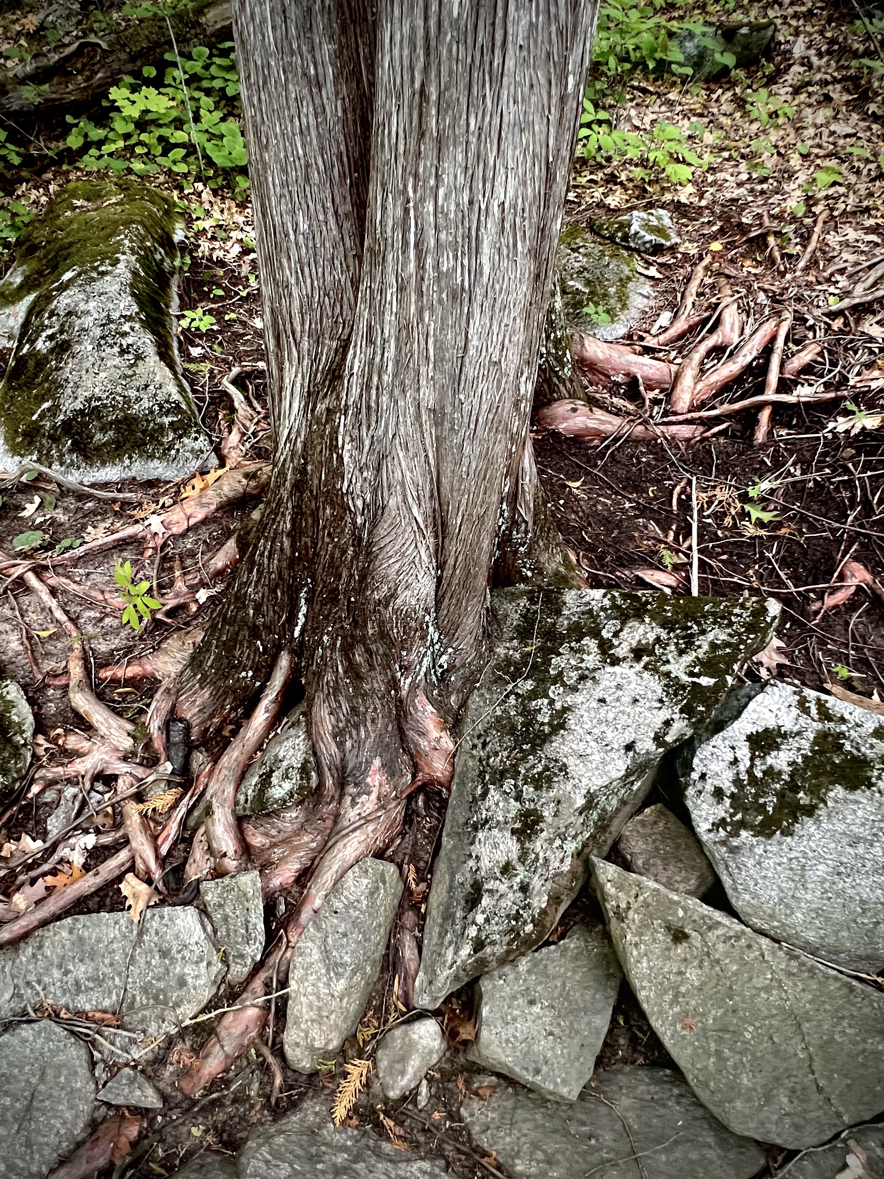 Adversity is a seed that grows the strongest of trees… – Rock The Ages